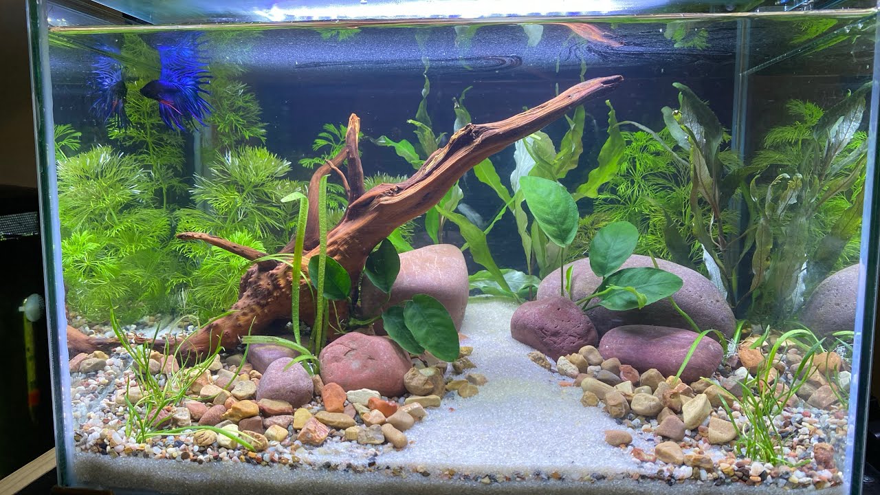 Betta Aquarium Aquascape (5 Gallon planted tank) - YouTube
