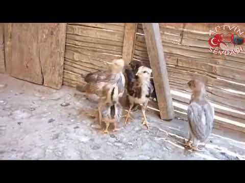 Kendinden 2 Kat Büyüklere Kafa Tutan Psikopat Civciv !