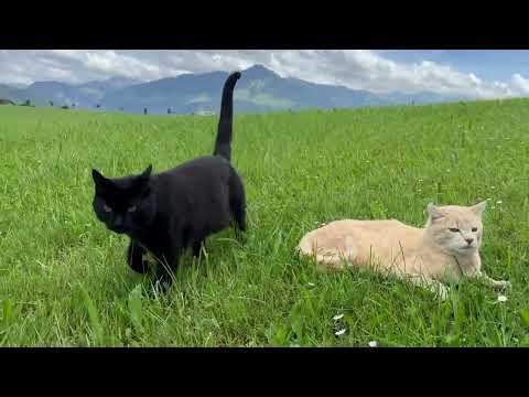 The Cats of Gruyere; Minon & Jack