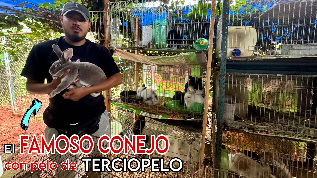 CONOCE a los famosos conejos con pelo de TERCIOPELO y las 4 variantes ...