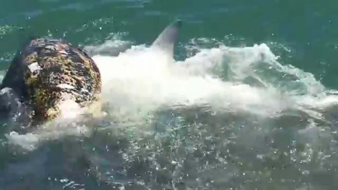 tiger shark maui - YouTube