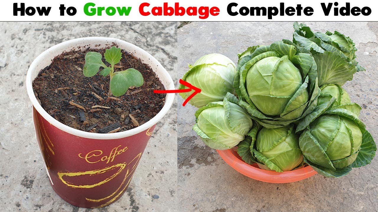 How to Grow Cabbage From Seeds (Step By Step Guide) - YouTube