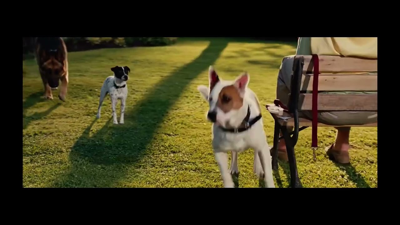 marmaduke mazie explains how the dog park goes - YouTube