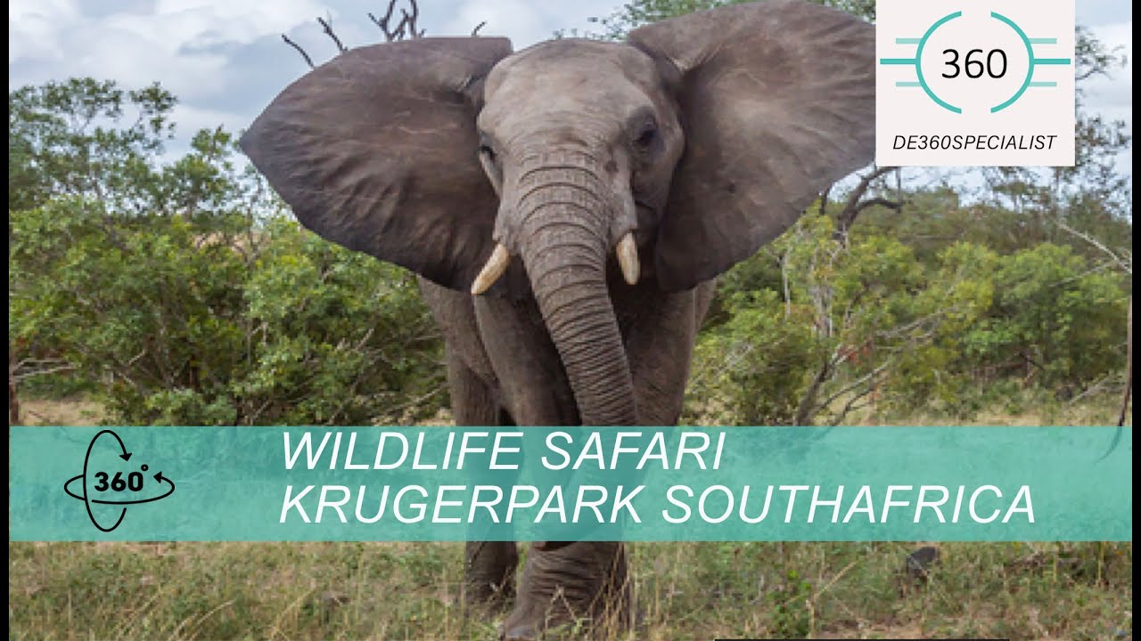 experience wild animals up close in this 360 vr tour - YouTube