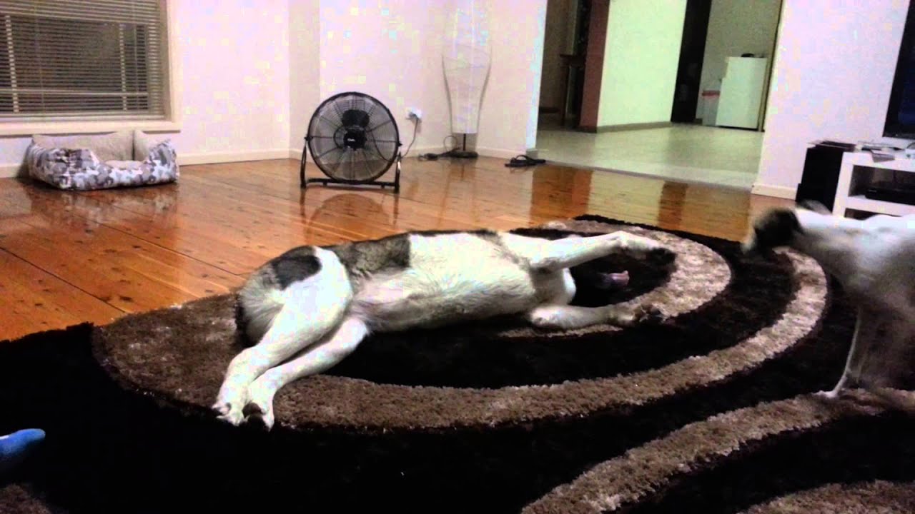 Akita gets attacked by Big little Sister - YouTube