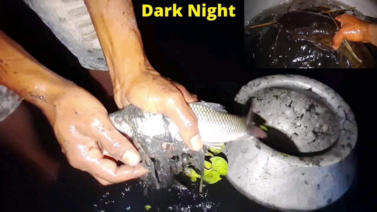 Fishing in the dark night - catfish , Roho fish, koi fish, sol fish etc ...