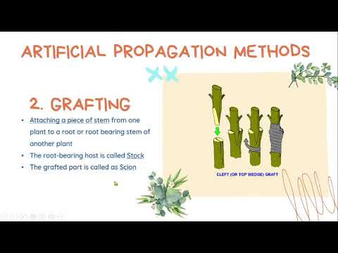 6C Artificial Propagation Methods - YouTube