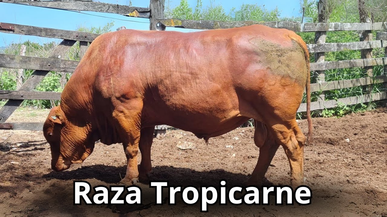 Raza de ganado Tropicarne: La Primera Raza Bovina «%» Mexicana - YouTube