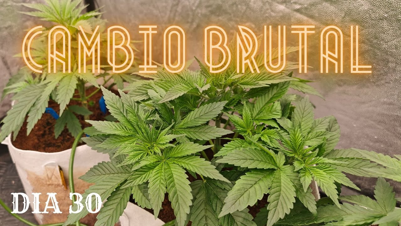 🌱 CAPÍTULO 6 | CAMBIO ENORME 🌲 LAS DEFOLIACIONES HACEN SU EFECTO 🍂 DÍA ...