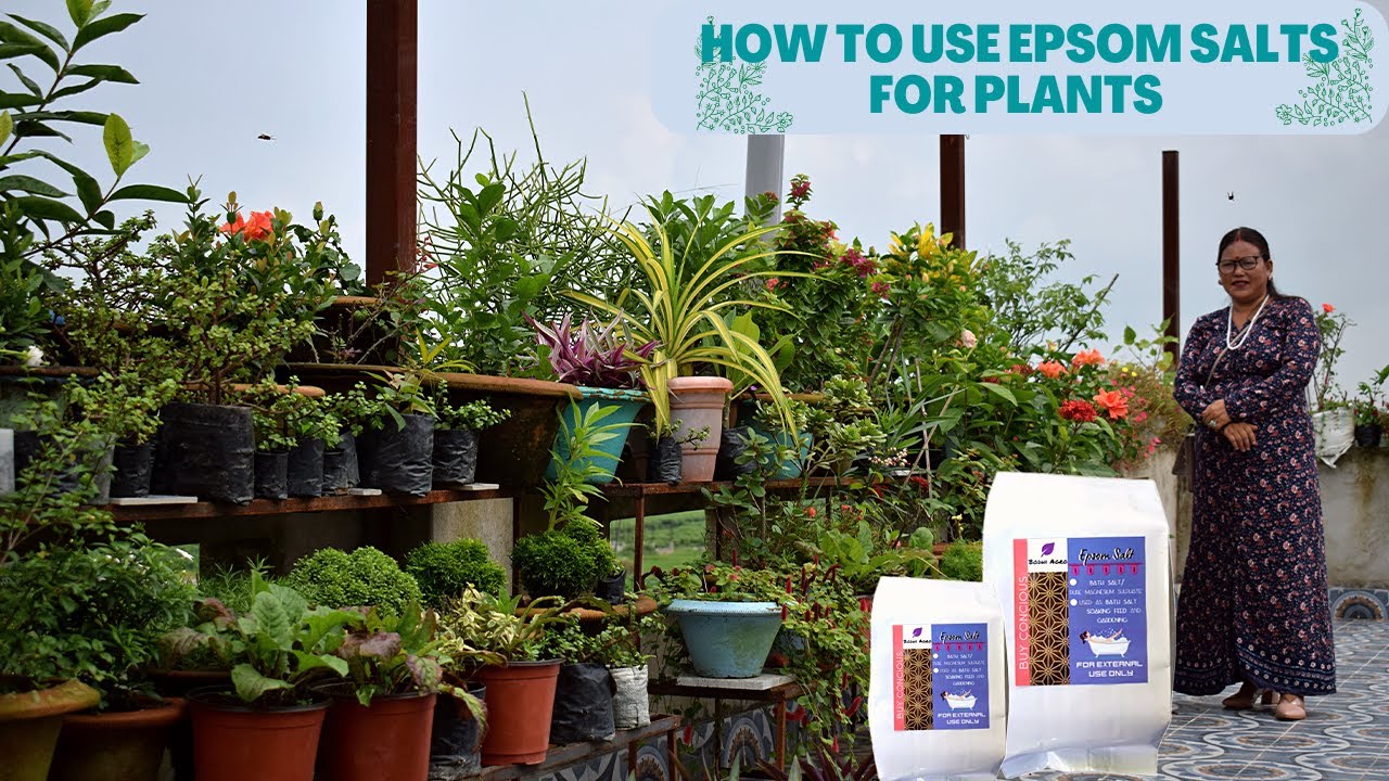 Epsom Salts for Plants I How to Use Espom Salt in Plants I Espom Salt ...