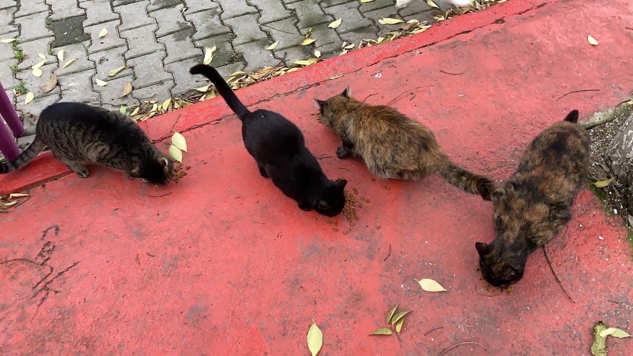 I discovered a new place. There are many different and beautiful stray ...