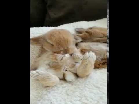 Cutest Baby Bunny Yawning! - YouTube