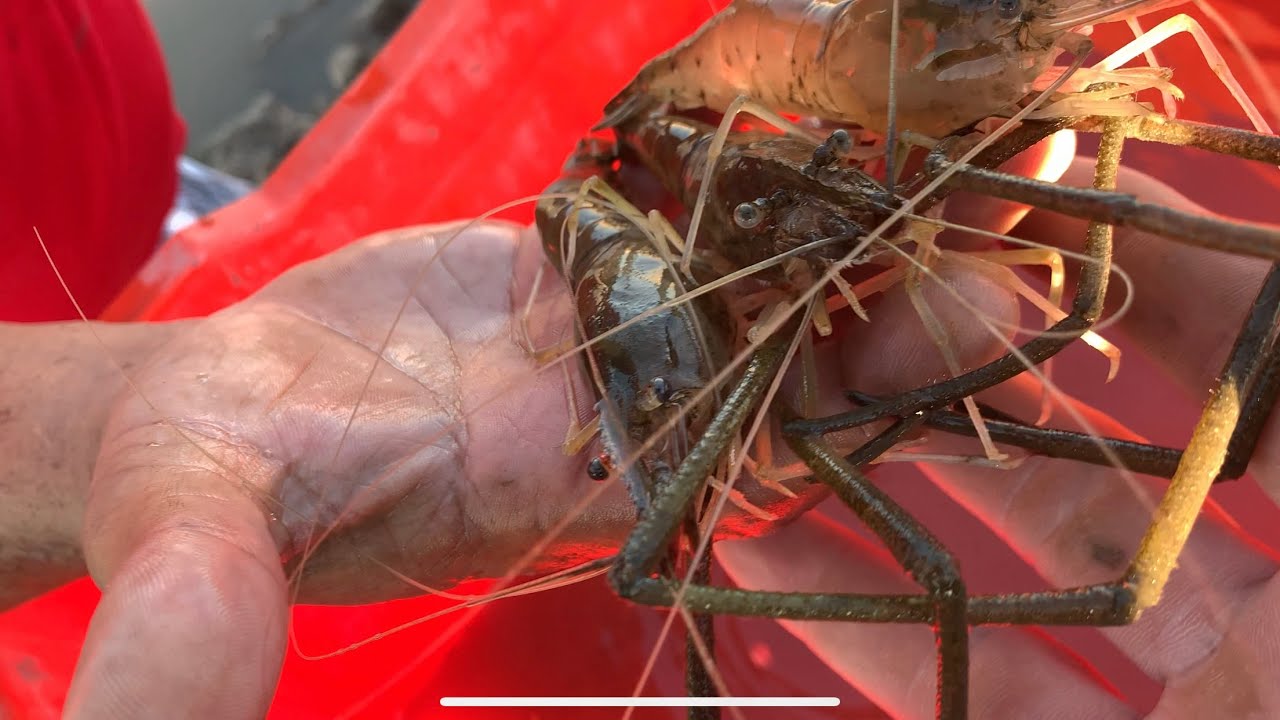 Pescamos cauques de agua dulce y los liberamos de nuevo para que se ...