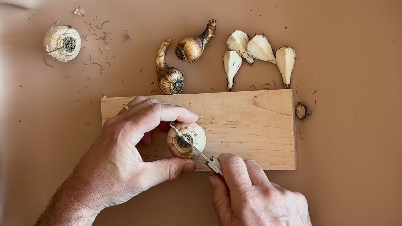 How to Multiply Tulips and Daffodils for FREE: Easy Bulb Propagation ...