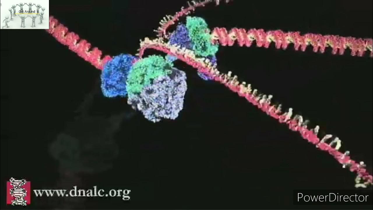 DNA Replication 3D Animation - YouTube