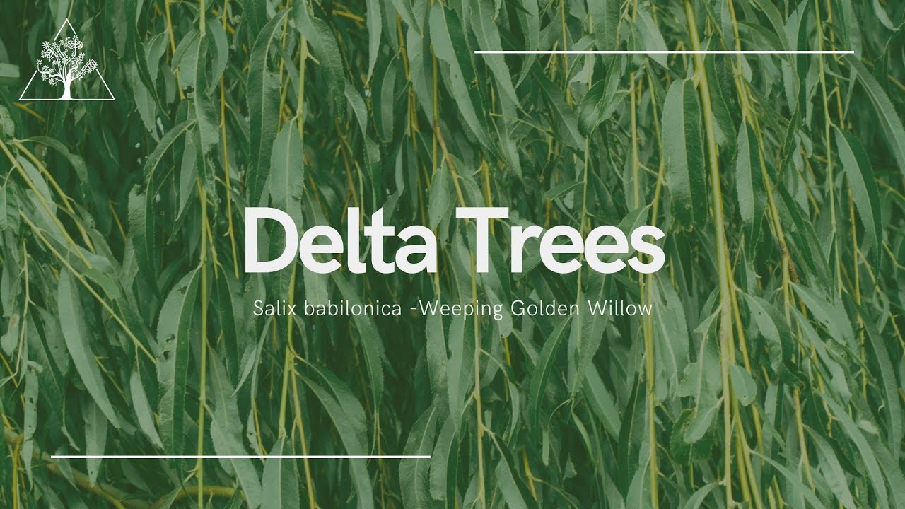 ΦΥΤΩΡΙΑ ΔΕΛΤΑ DELTA TREES ΕΠΕ / ΙΤΙΑ ΚΛΑΙΟΥΣΑ [ SALIX BABYLONICA ] ΣΕ ...