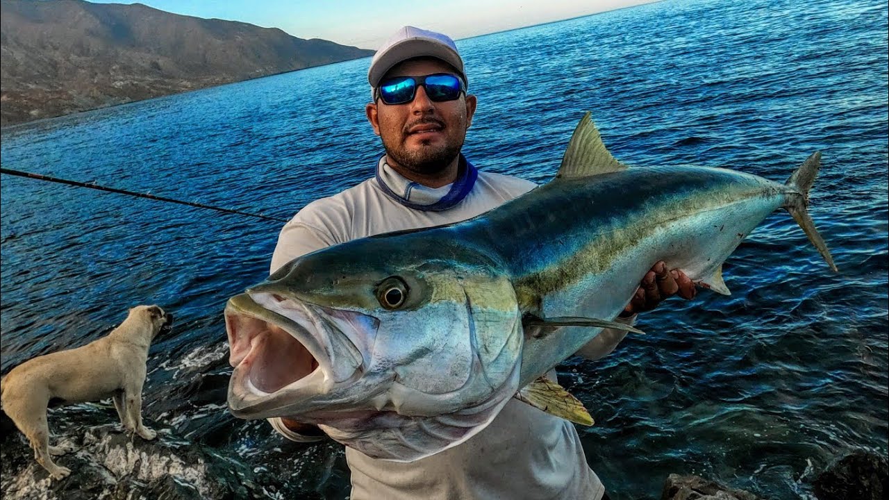 PESCA desde las rocas - YouTube