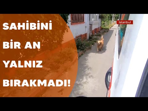 Hastalanan sahibini hastaneye kadar takip etti!