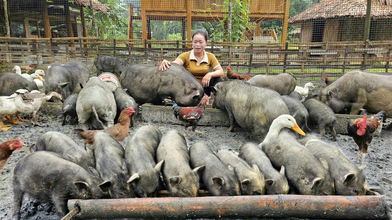 Picking Pumpkins to cook food for Pigs & Harvesting Clausena Lansium to ...