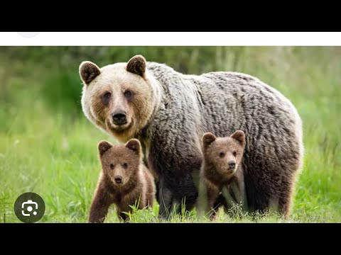 Top 10 bears in the world - YouTube