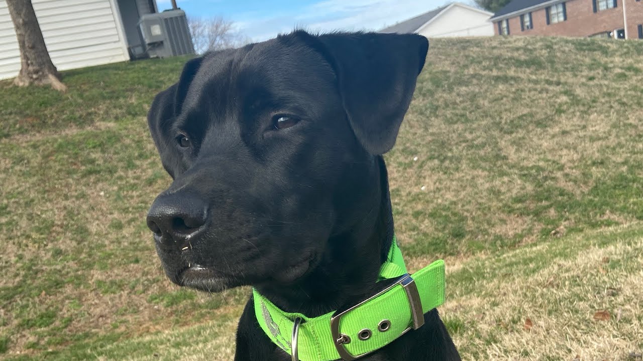 Funny Black Labrador | LABRADORS ARE AWESOME - YouTube