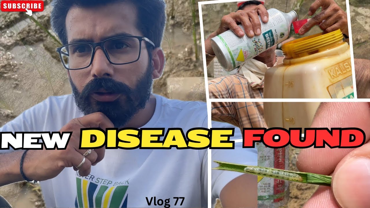 Disease found and treated | spray vlog 77 ajay_nain - YouTube