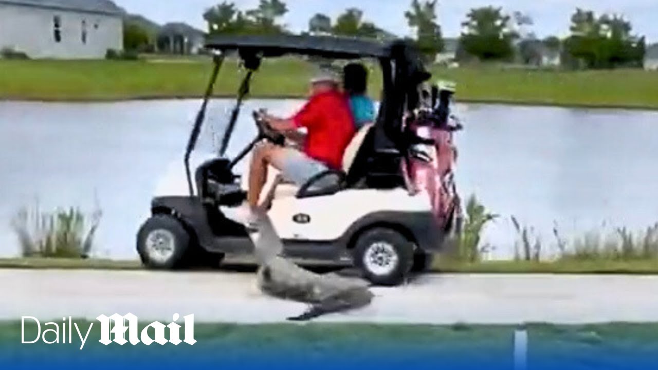 Alligator charges towards golf cart leaving driver heading for a pond ...