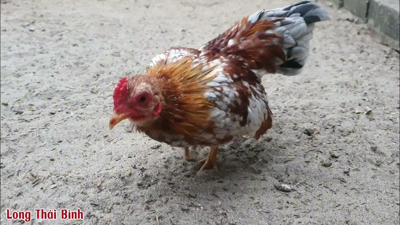 Gà Tre Bắc | Gà Tơ | Gà Tre Chân Lùn | Xám Son | Long Thái Bình - YouTube