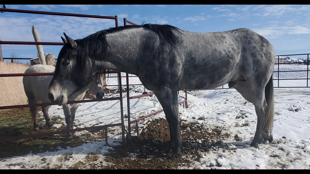 Frumosul meu armăsar Blue și iapa sa ponei Ruu 13 - YouTube