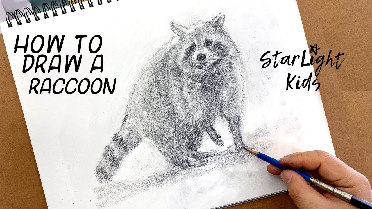 Raccoon Drawing ️ How to Draw a Raccoon | Drawing tutorials, Pencil ...