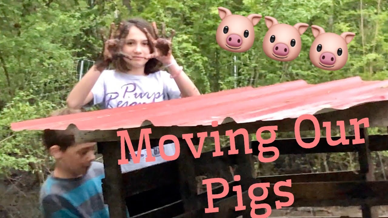 Homesteading: Moving Pigs - YouTube