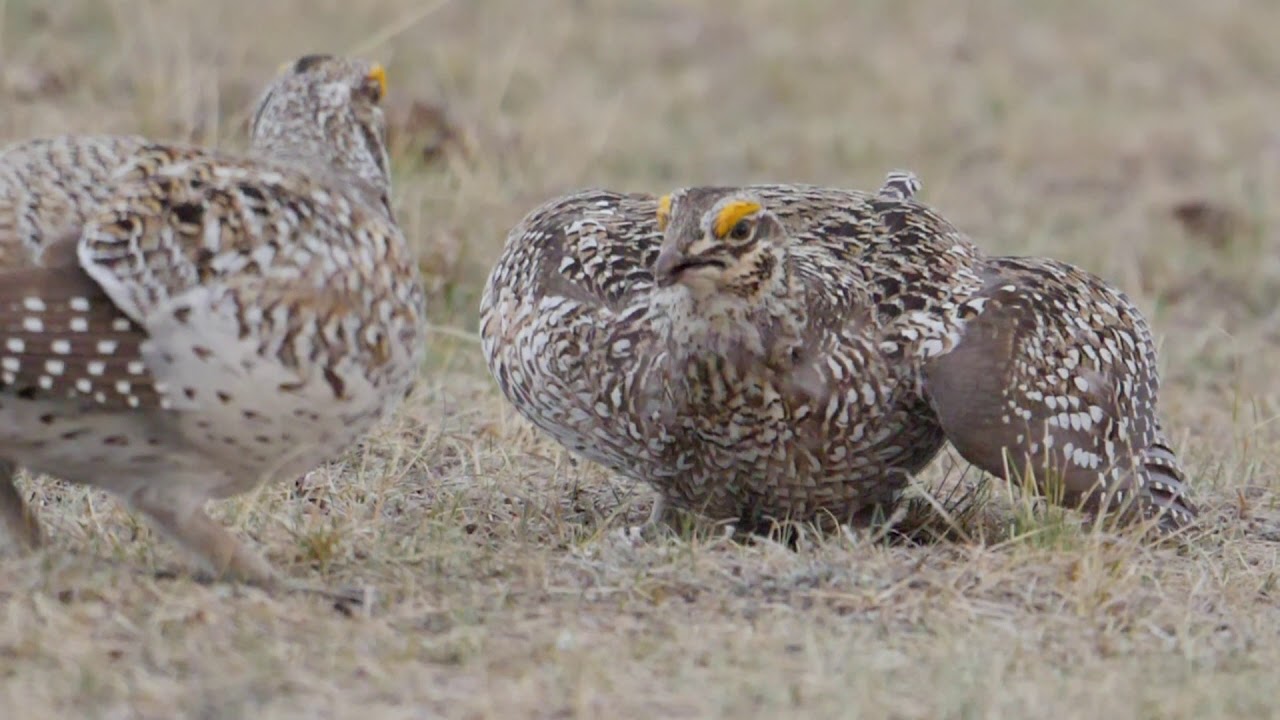 Sharp-tailed Grouse display spectacular courtship performance - YouTube
