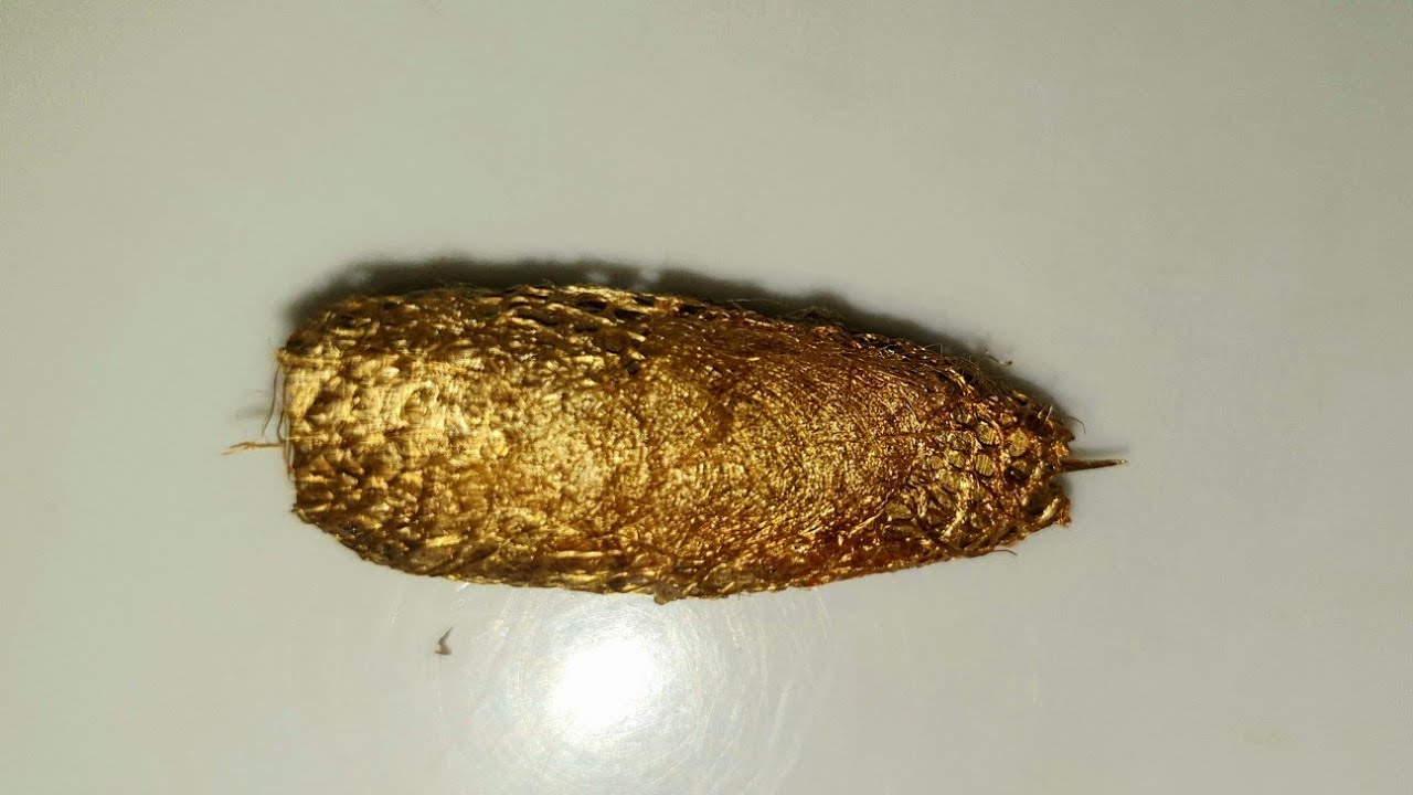 LUAR BIASA..! PROSES PENARIKAN WESI KUNING KEPOMPONG - YouTube