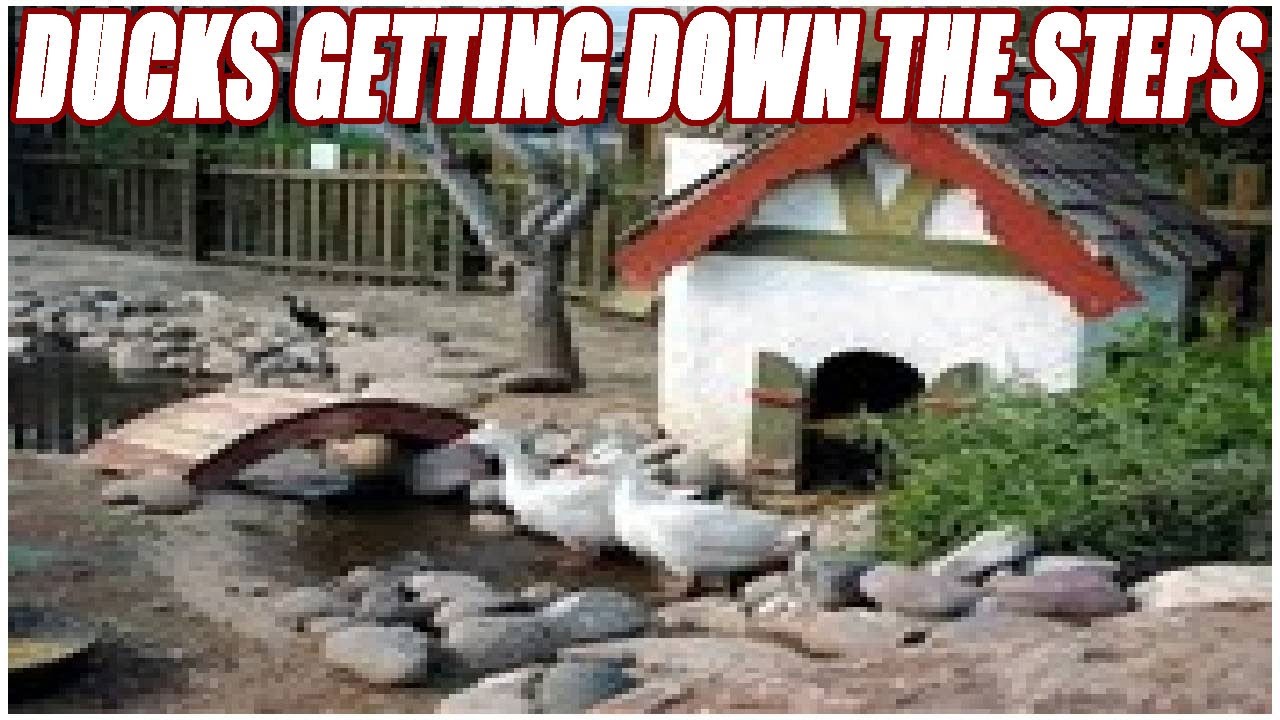 Ducks Learning To Get Down The Steps - YouTube