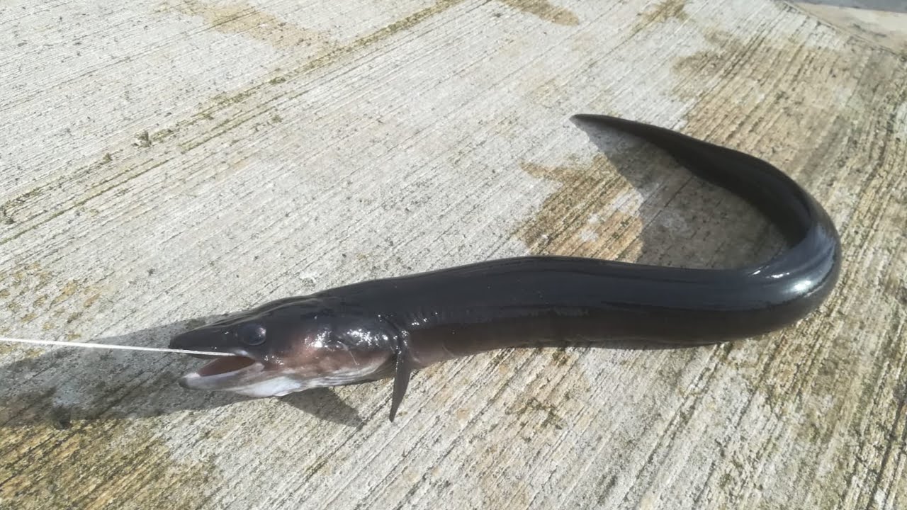 CONGER EEL FISHING - Rigs & Tips + HUGE SANDEEL - YouTube