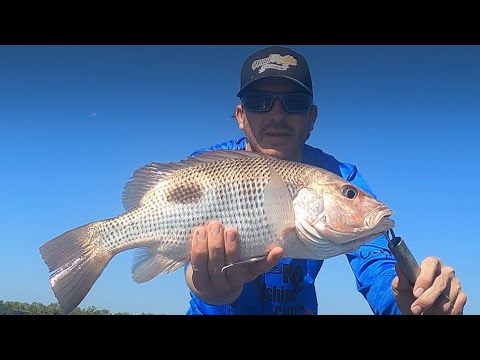 FINGERMARK CITY | SCOOBYDOO’S FIRST BOAT TRIP | LIVE BAIT | CREEK ...