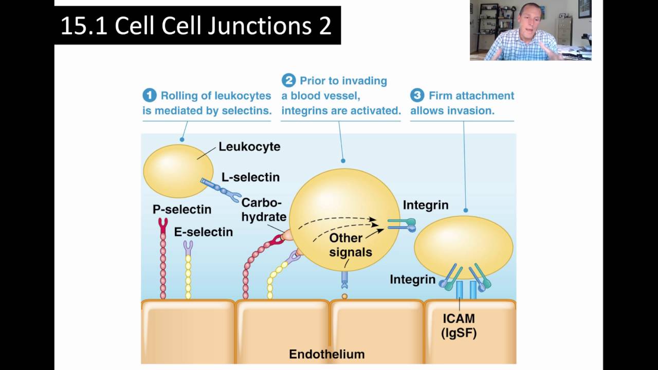 Chapter 15 Su2016 P2 Cell-Cell Junctions 2 - YouTube