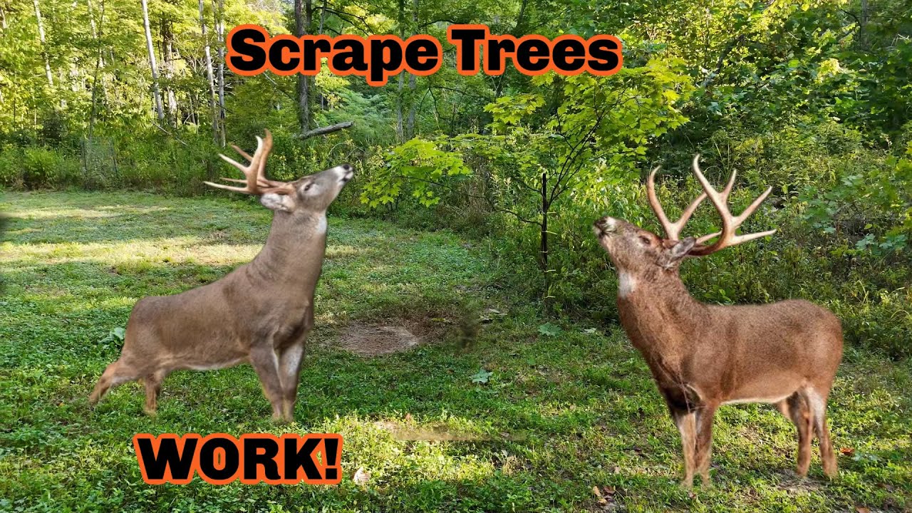 PROOF SCRAPE TREES WORK!!!! - YouTube