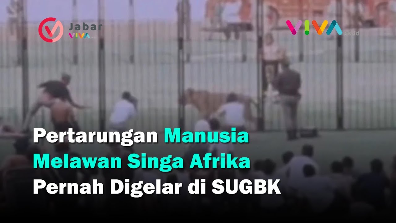 Pertarungan Manusia Melawan Singa Afrika Pernah Digelar di SUGBK - YouTube