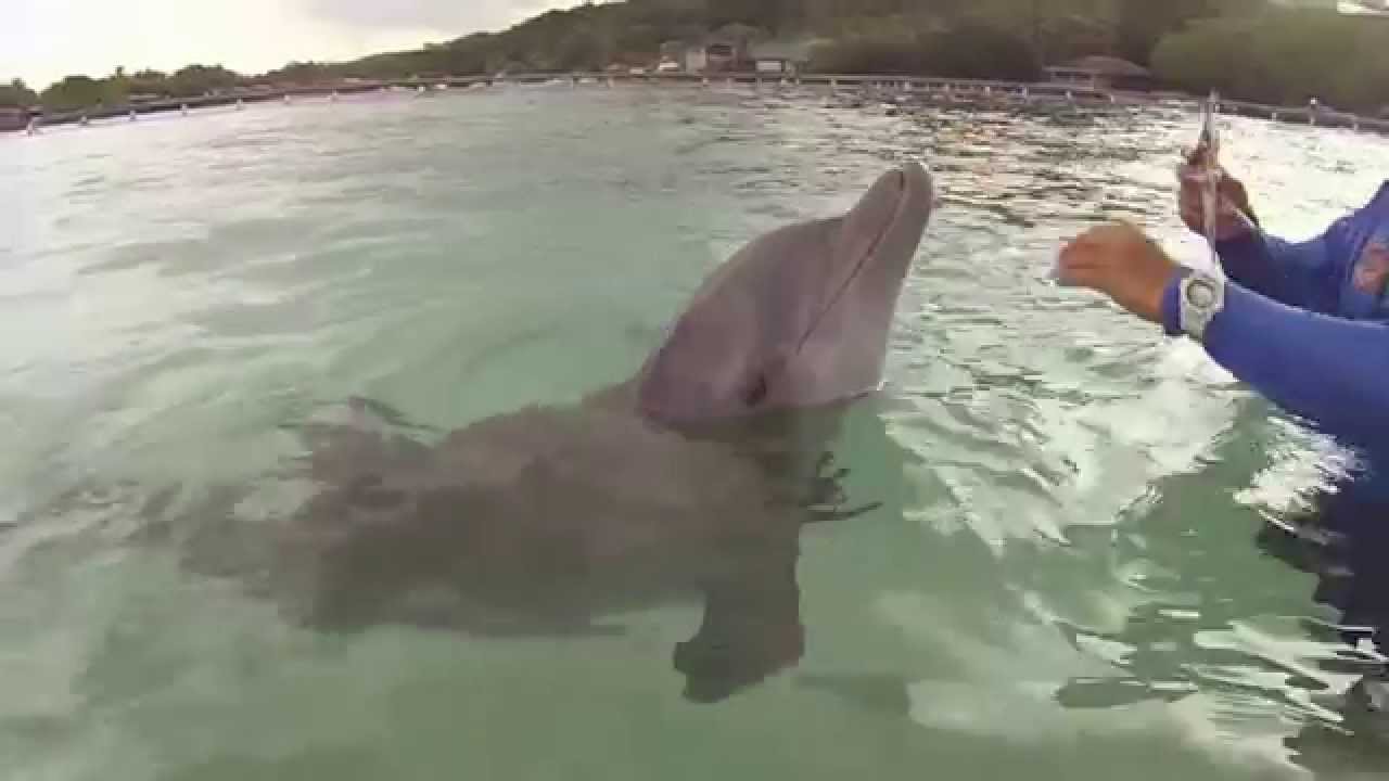 Anthony's Key Resort Roatan - Dolphin Snorkel - YouTube