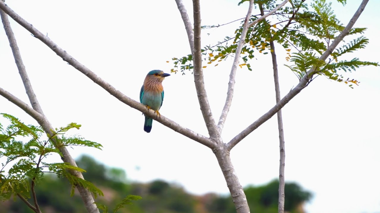 INDIAN ROLLER BIRD DAY OUT | PALAPITTA | BIRDS IN 4K | NATURE AND BIRD ...