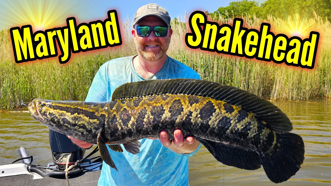 INVASIVE Maryland SNAKEHEAD Fishing with Subsurface Frogs! - YouTube