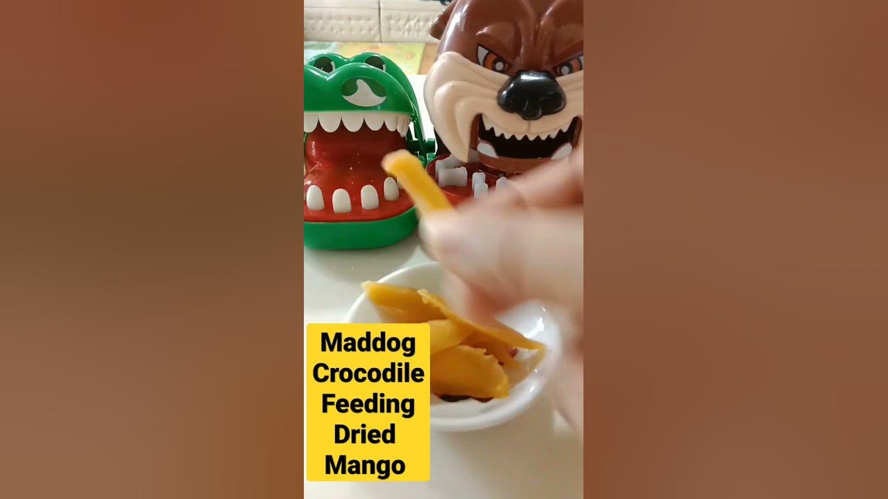 maddog crocodile feeding dried 🥭#youtubeshorts#trend#viral#asmr#shortvideo - YouTube