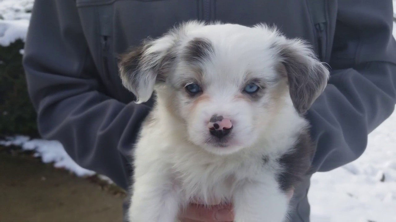 Applesauce the Toy Aussie at 7 Weeks Old - YouTube