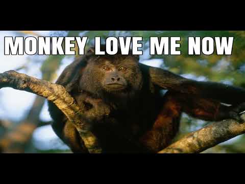 Monkey love scan now