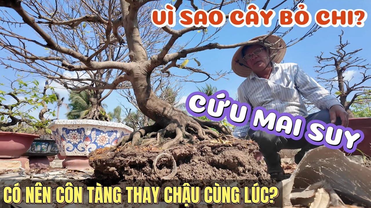 Có nên côn tàng thay chậu cùng lúc? 3 trường hợp ko thay chậu vì cây ...