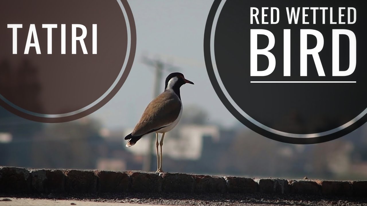 Red wettled bird - Tatiri - YouTube