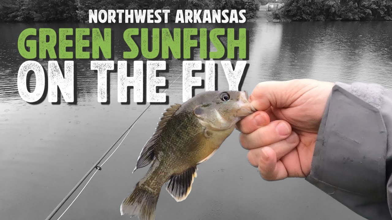 Chasing Green Sunfish | Keith Lake | Cave Springs Arkansas - YouTube