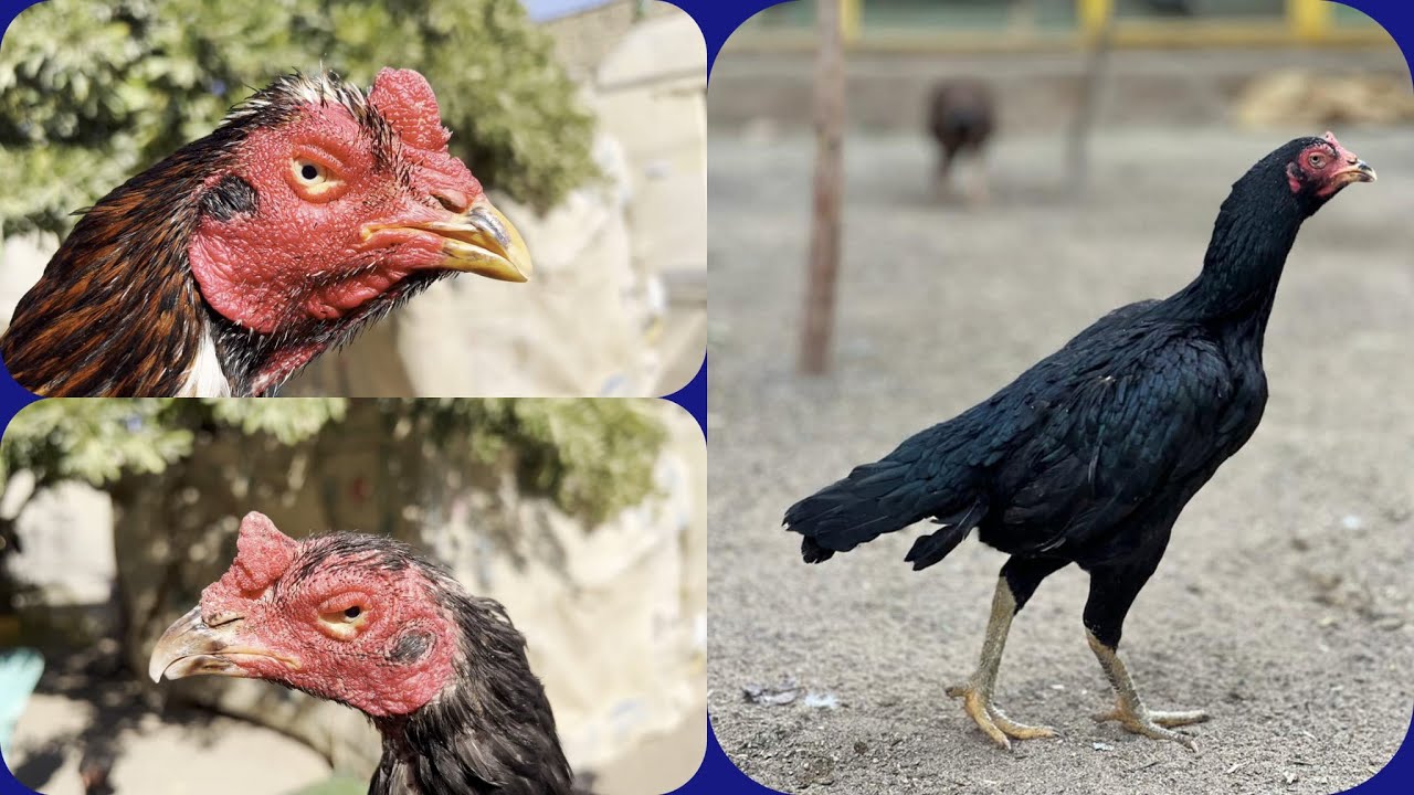 Ali wala kalay | Aseel Chicken | Aseel setup - YouTube