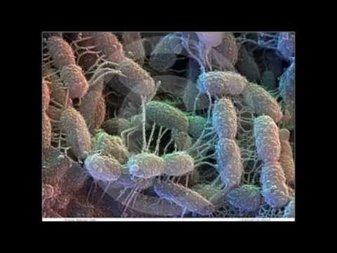 Caminos de invasión bacteriana hacia la pulpa - YouTube